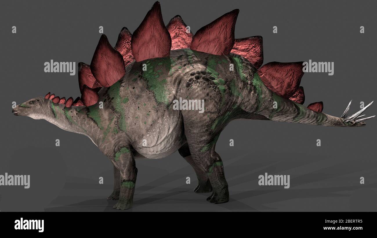 Stegosaurus dinosaur, side view on gray background Stock Photo - Alamy