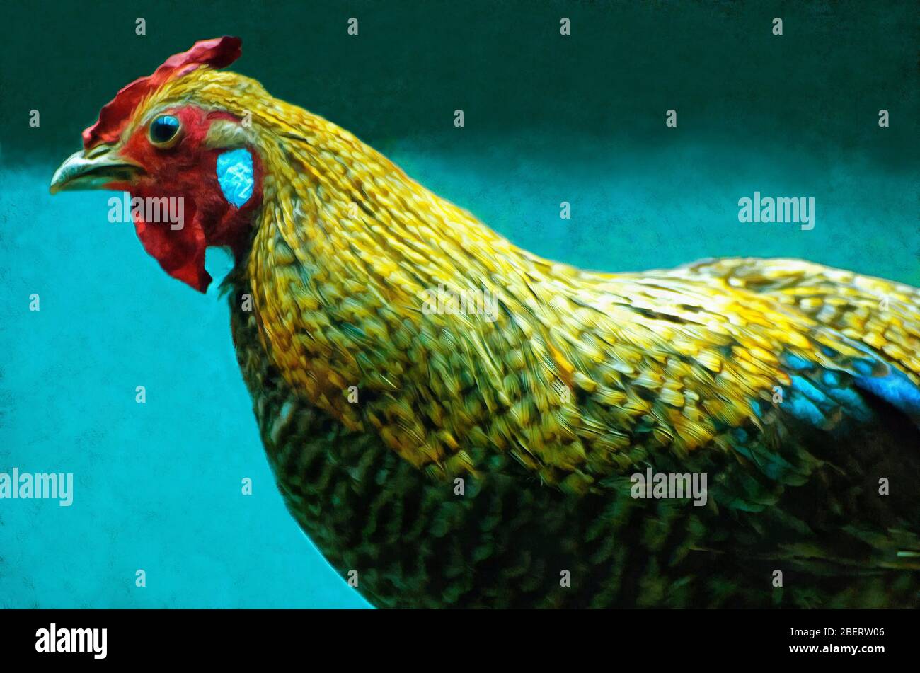 Illustrations Araucana, Araucana, decorative egg, breed, chickens ...