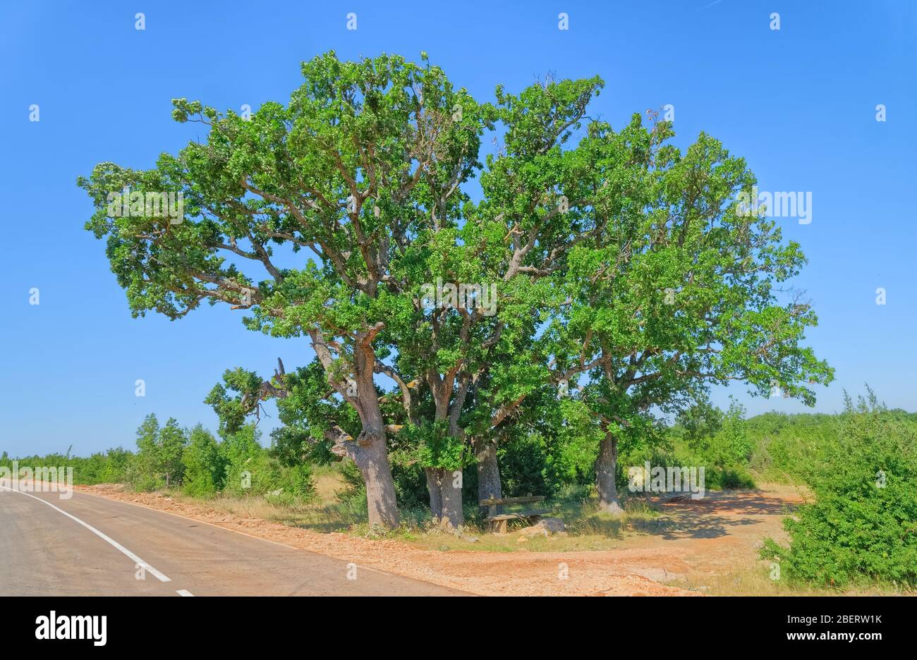 Oaken tree hi-res stock photography and images - Alamy