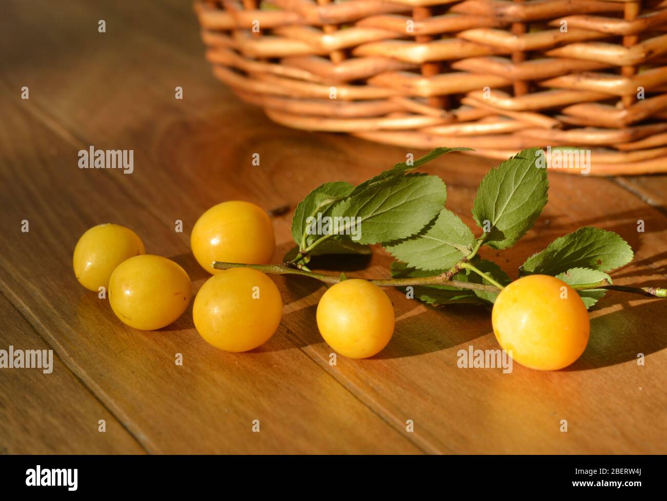 Mirabelles yellow plums and a basket Stock Photo - Alamy
