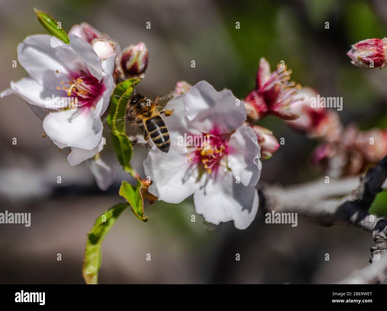 European honey Bee (apis mellifera) pollinating almond flower (prunus ...
