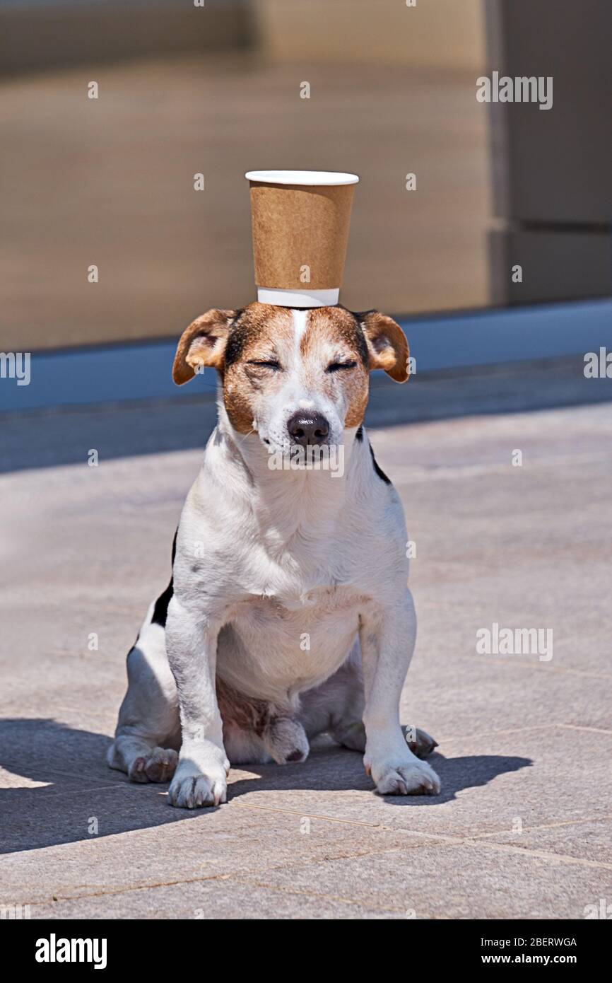 Dog sitting with cup on head, closed eyes. Unemployed beggar begs money ...