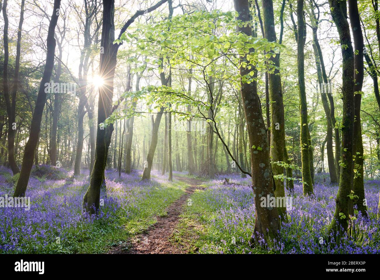 English woodland scenic path hi-res stock photography and images - Alamy