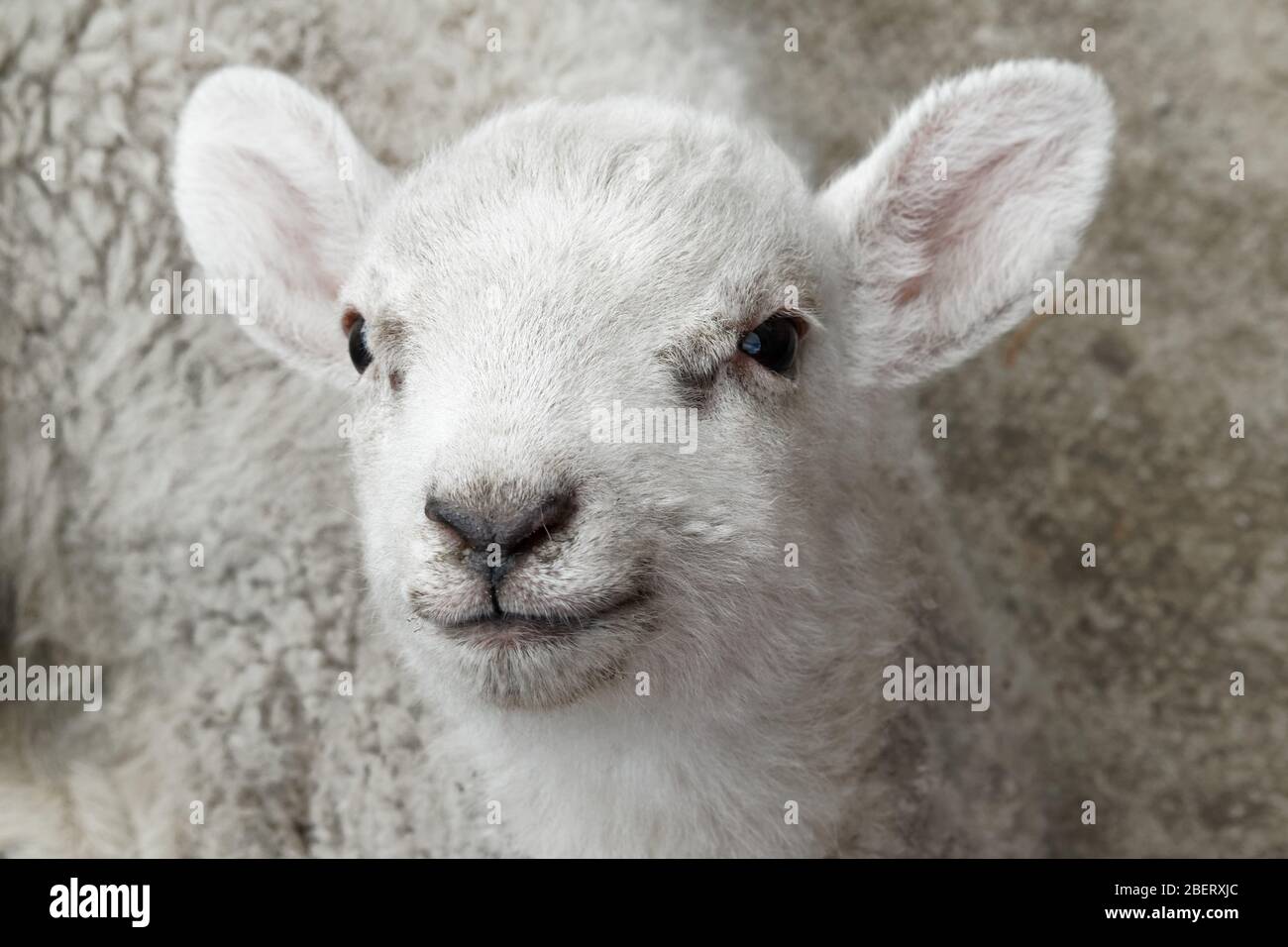 Smiley lamb hi-res stock photography and images - Alamy