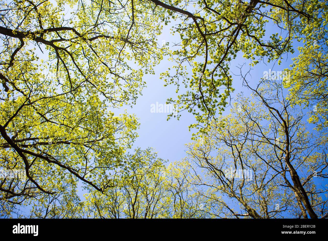 Tree canopy from below spring hi-res stock photography and images - Alamy