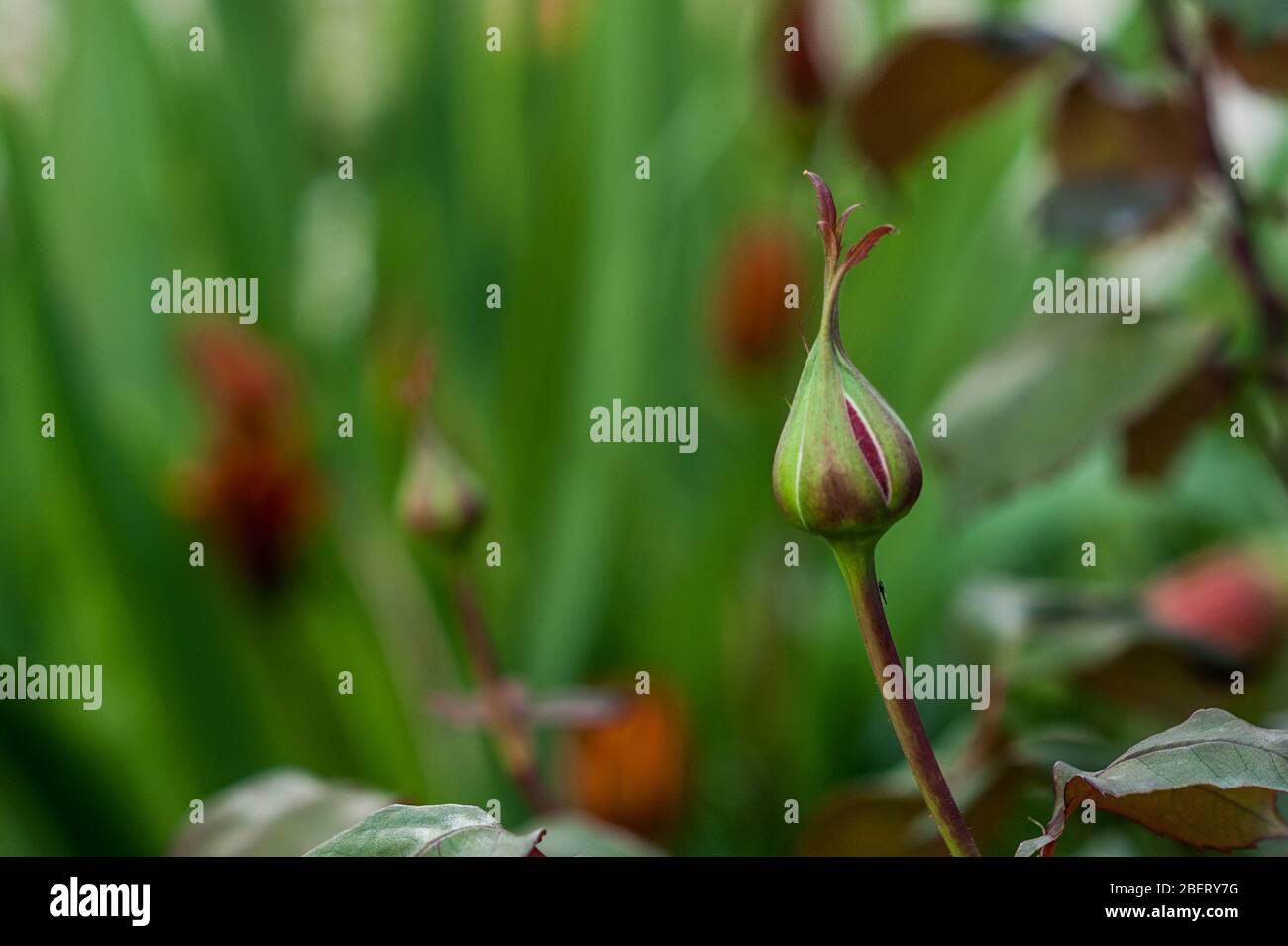 Rose bulb hi-res stock photography and images - Alamy