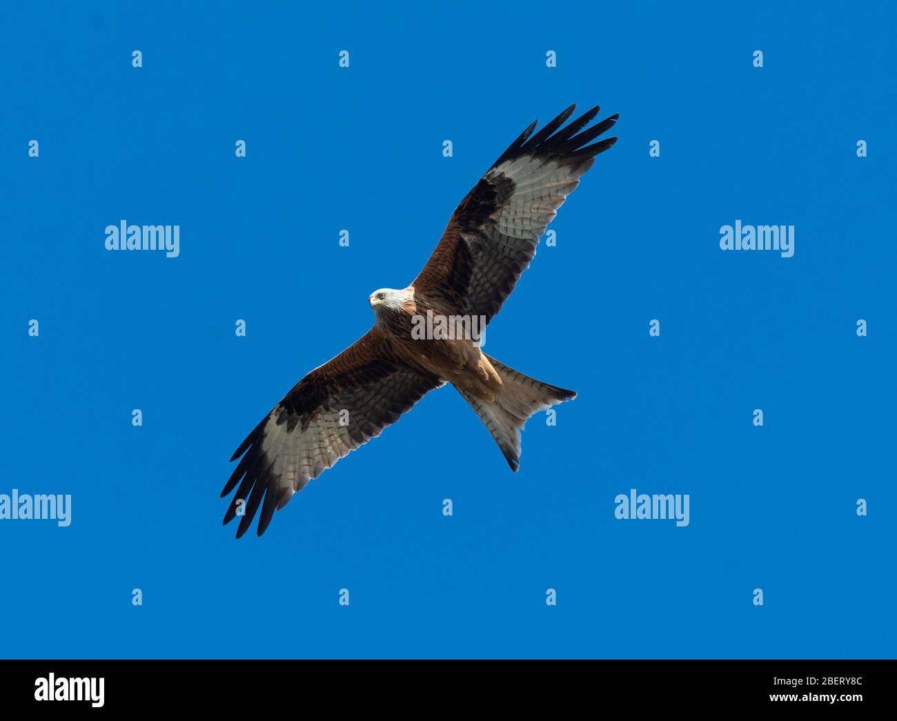 Birds flying in circles hi-res stock photography and images - Alamy