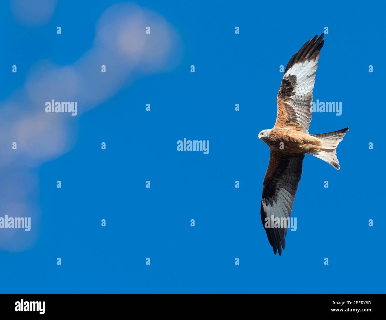 Birds flying in circles hi-res stock photography and images - Alamy