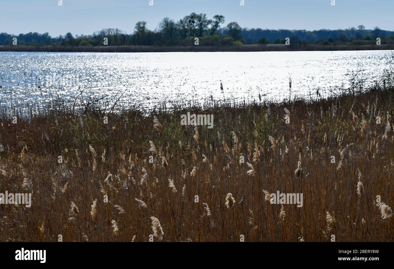 15 April 2020, Brandenburg, Potsdam/Ot Fahrland: Reed shines in the ...