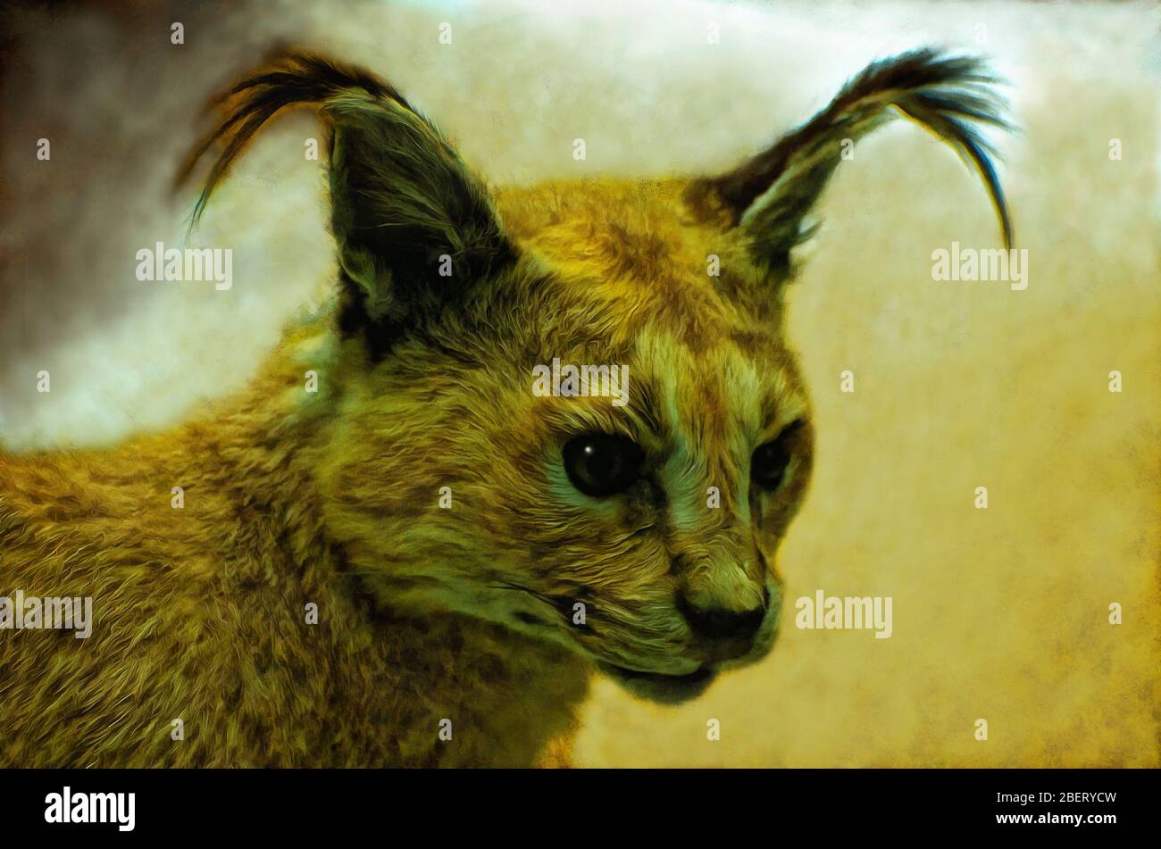 Illustrations Caracal, steppe lynx, carnivorous, mammal, cat family ...
