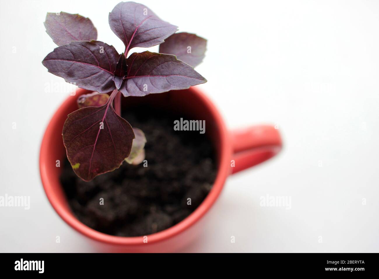Purple basil seedling sprout in a red ceramic cup on the windowsill ...