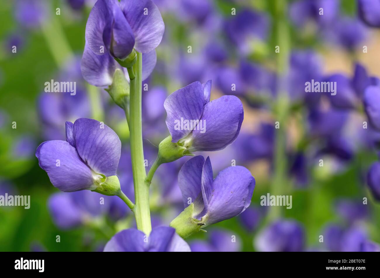 Blue false indigo known as blue wild indigo on a cloudy day in the ...