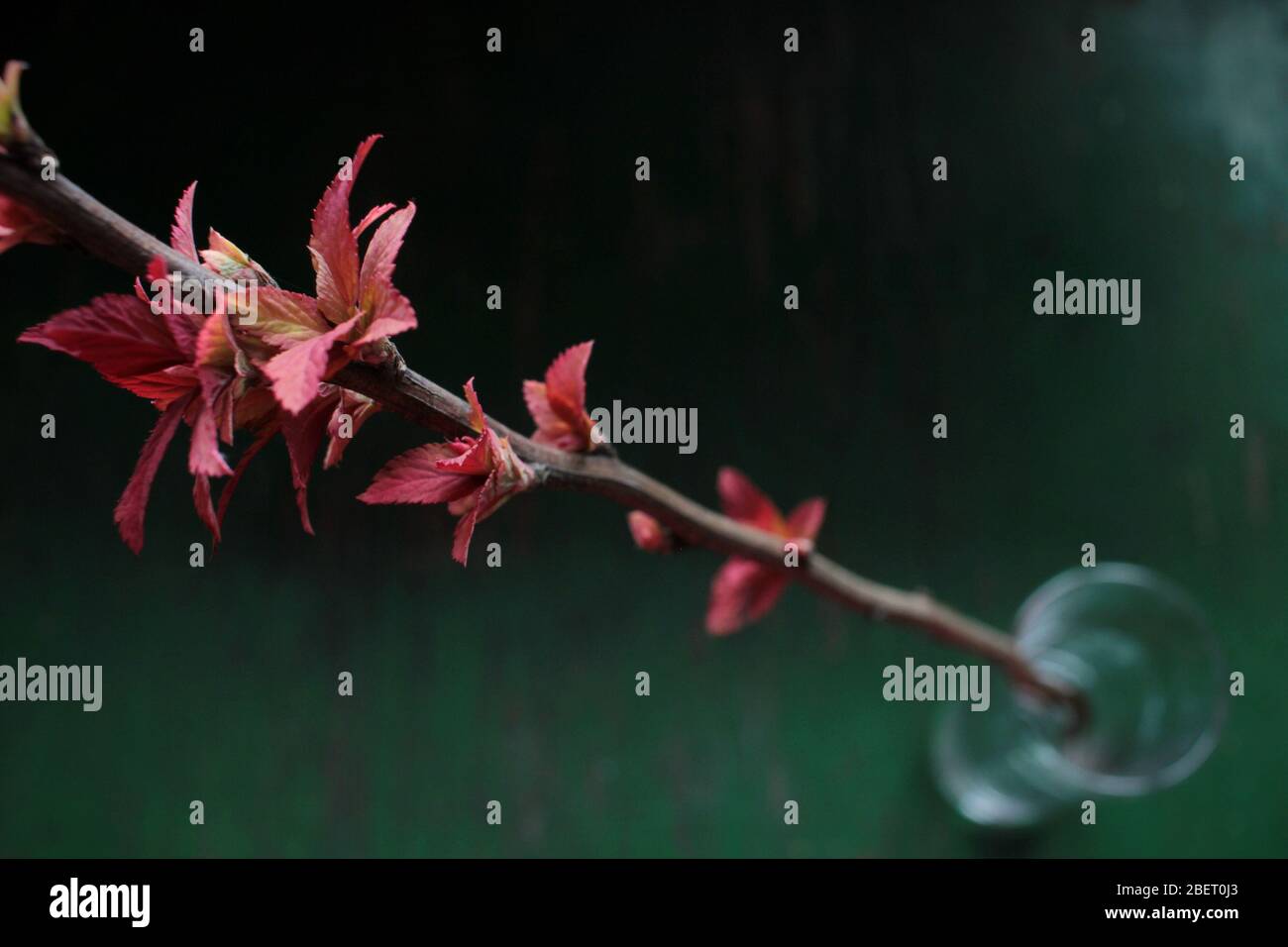 Soft twig Spiraea japonica (also called Japanese spirea or meadowsweet ...