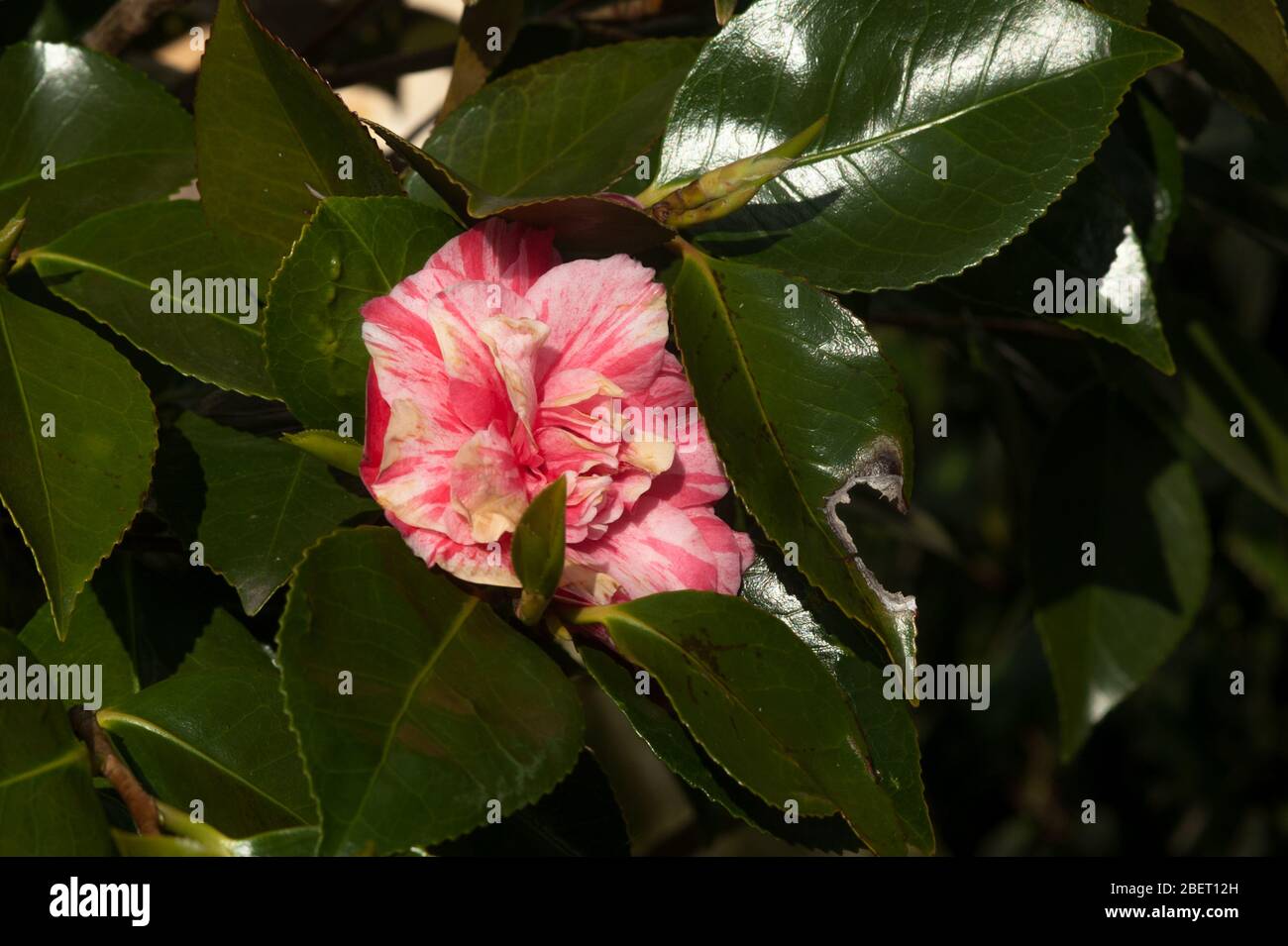 beautiful pink rose between green leaves Stock Photo - Alamy