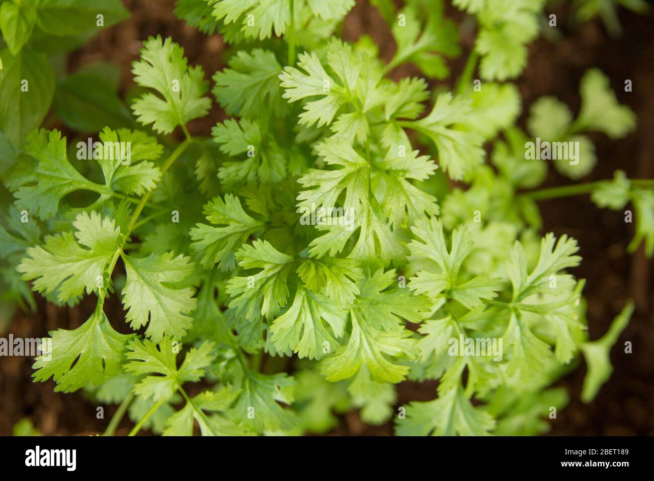 Fresh Coriander Leaf. Top View. Background Photo Stock Photo - Alamy