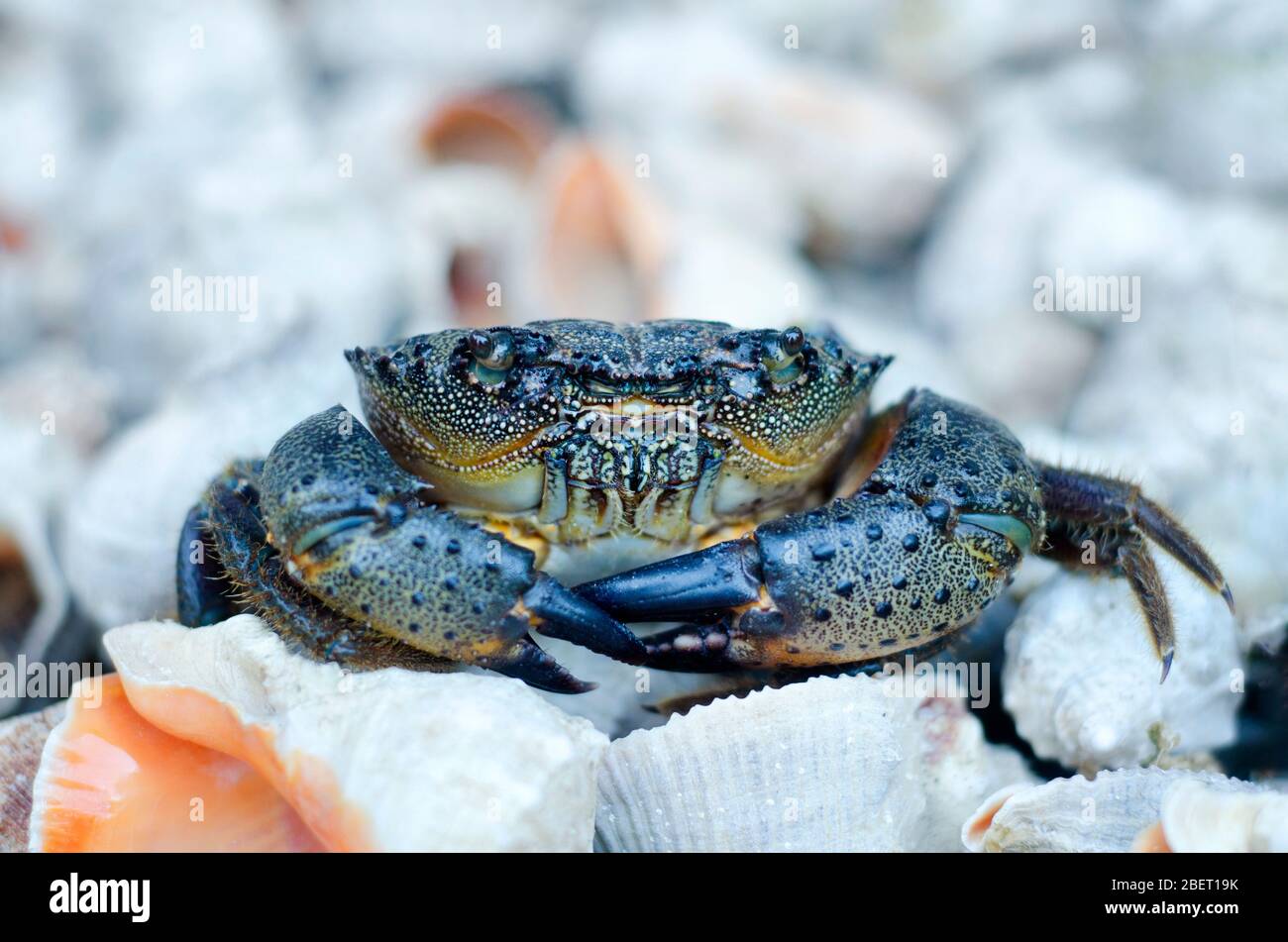 Black Sea crab with large claws sits on a pile of shells and looks at ...