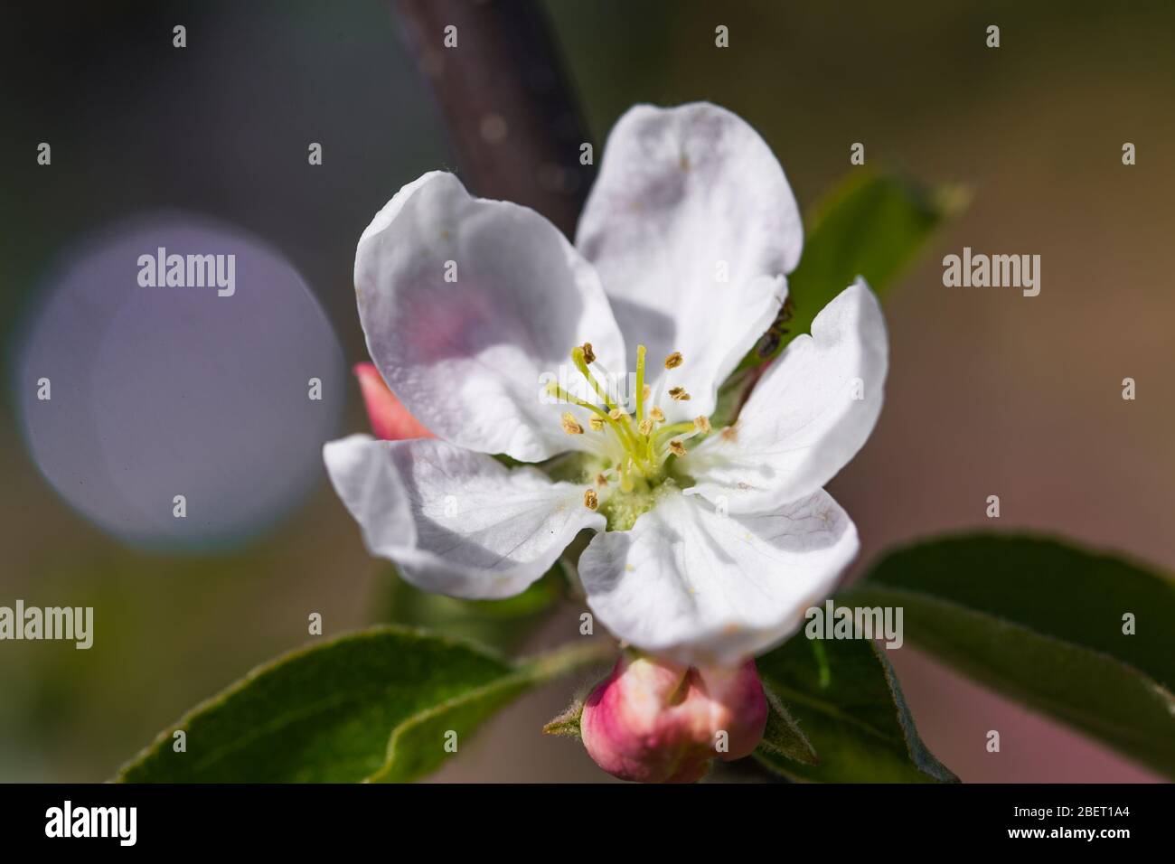 macro up close white bloom flower Stock Photo - Alamy