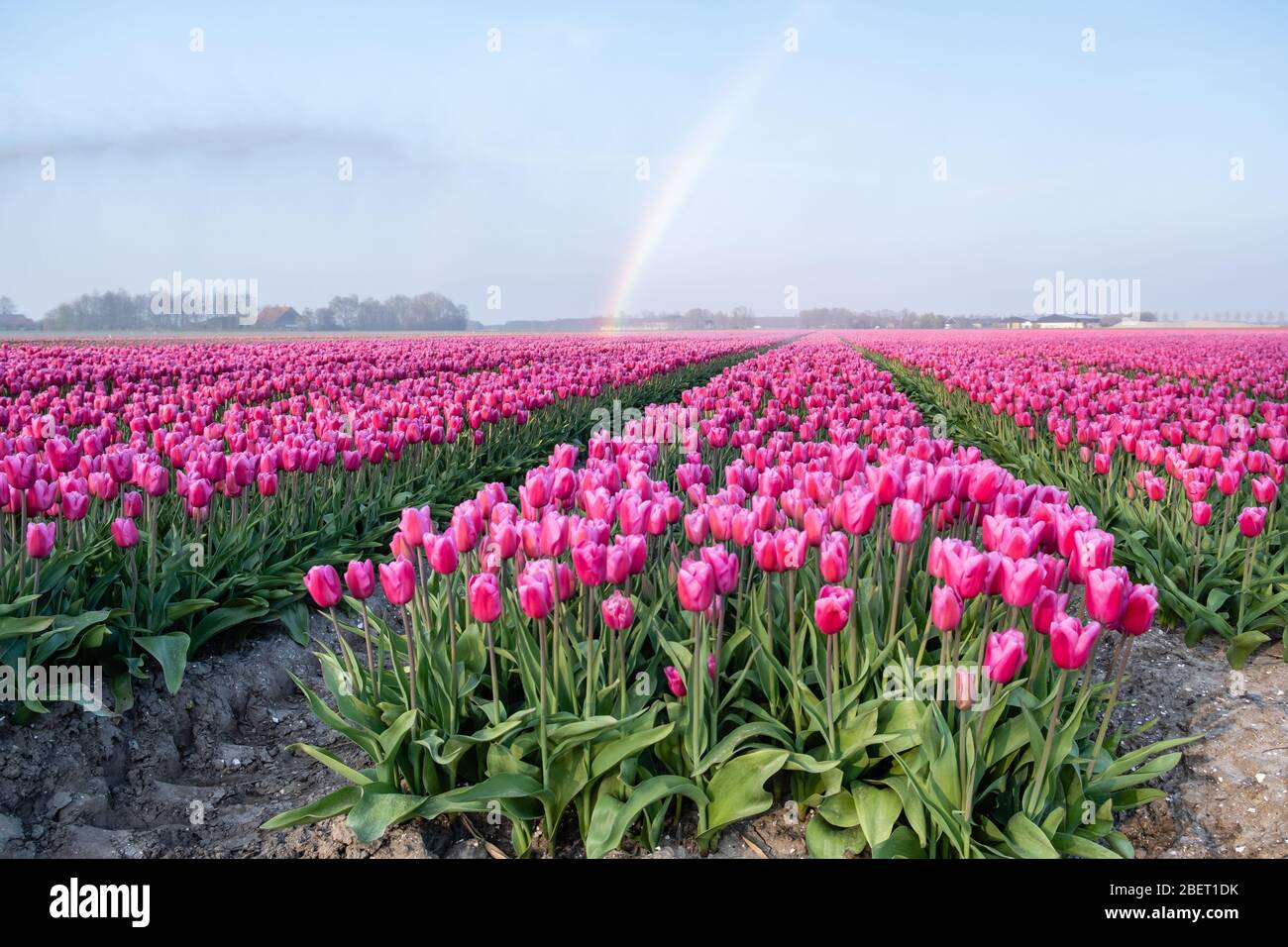 colorful tulip fields in the Netherlands during Spring, Flevoland ...