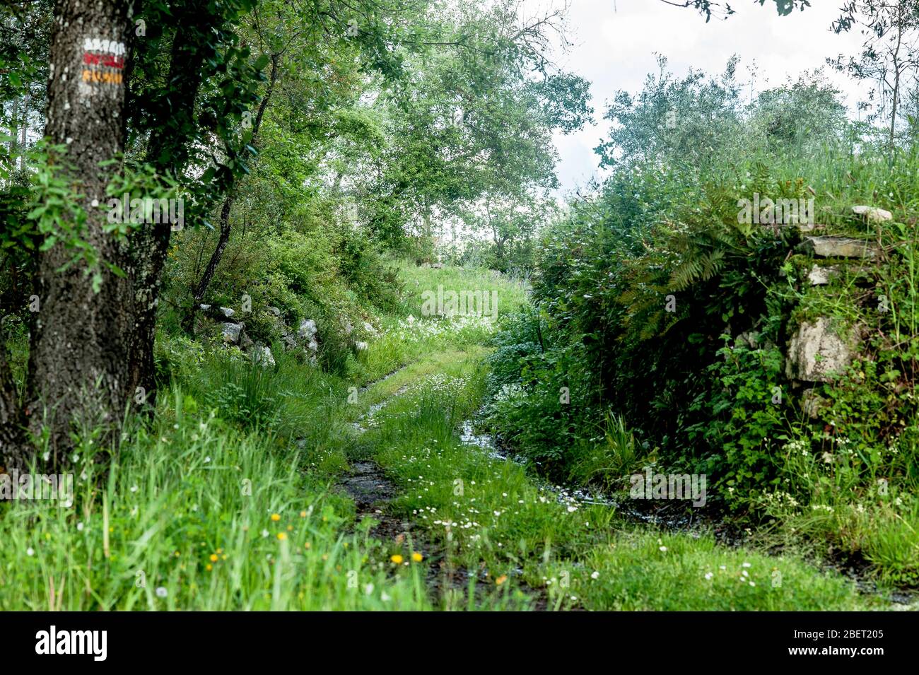 Beautiful path in nature hi-res stock photography and images - Alamy