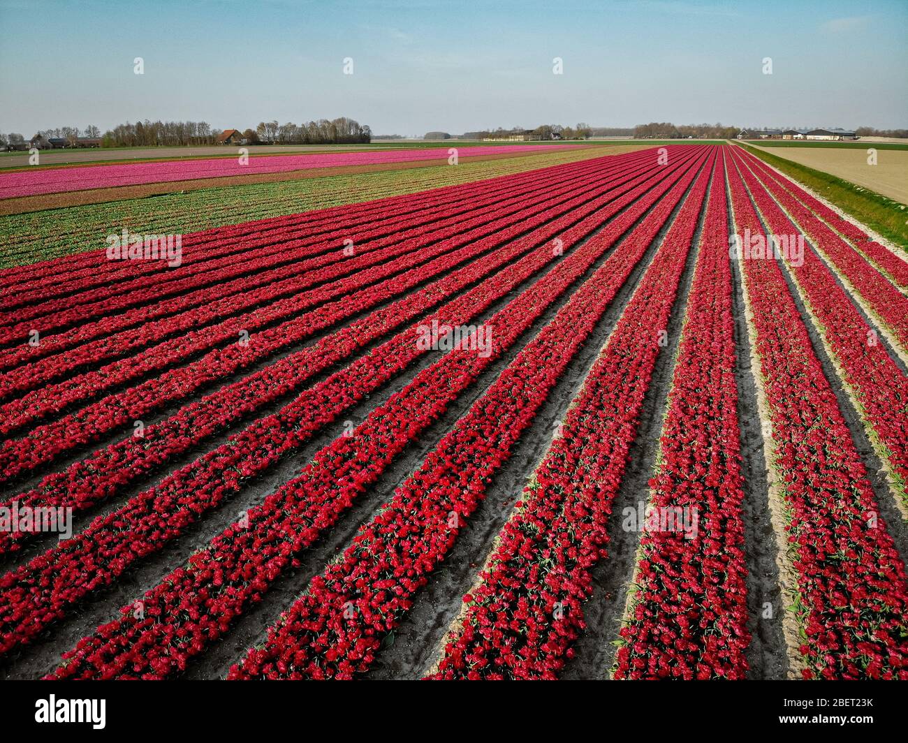 Aerial view of tulip fields hi-res stock photography and images - Alamy