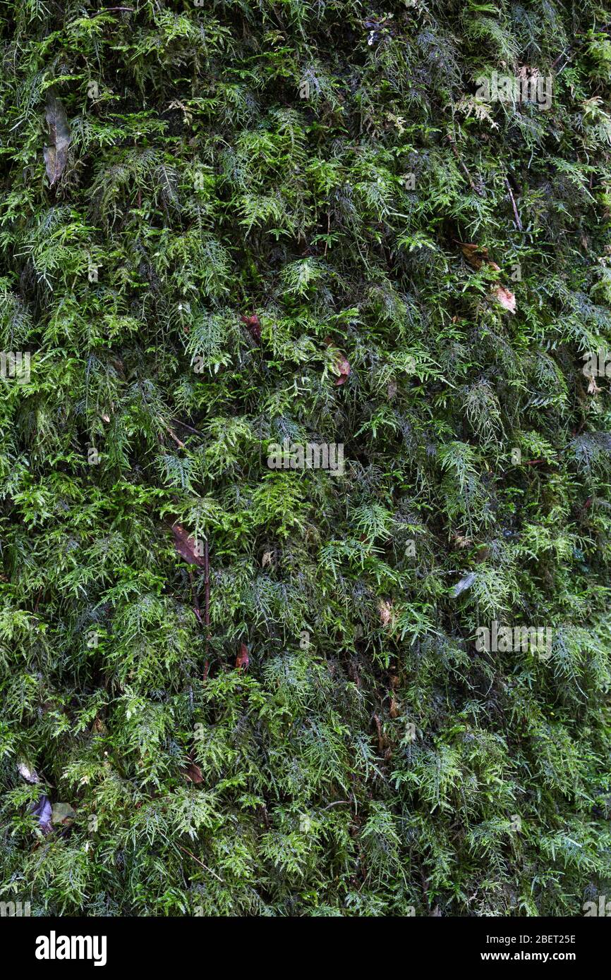 Fern grow on tree trunk in forest Stock Photo - Alamy