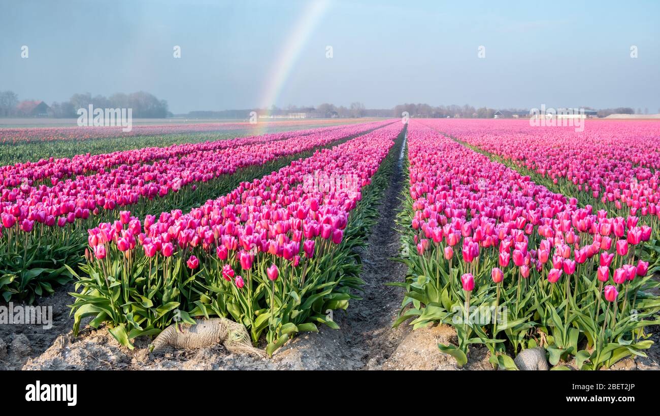 colorful tulip fields in the Netherlands during Spring, Flevoland ...
