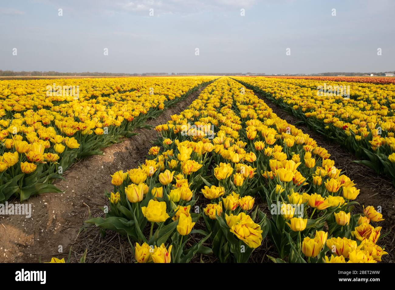 colorful tulip fields in the Netherlands during Spring, Flevoland ...