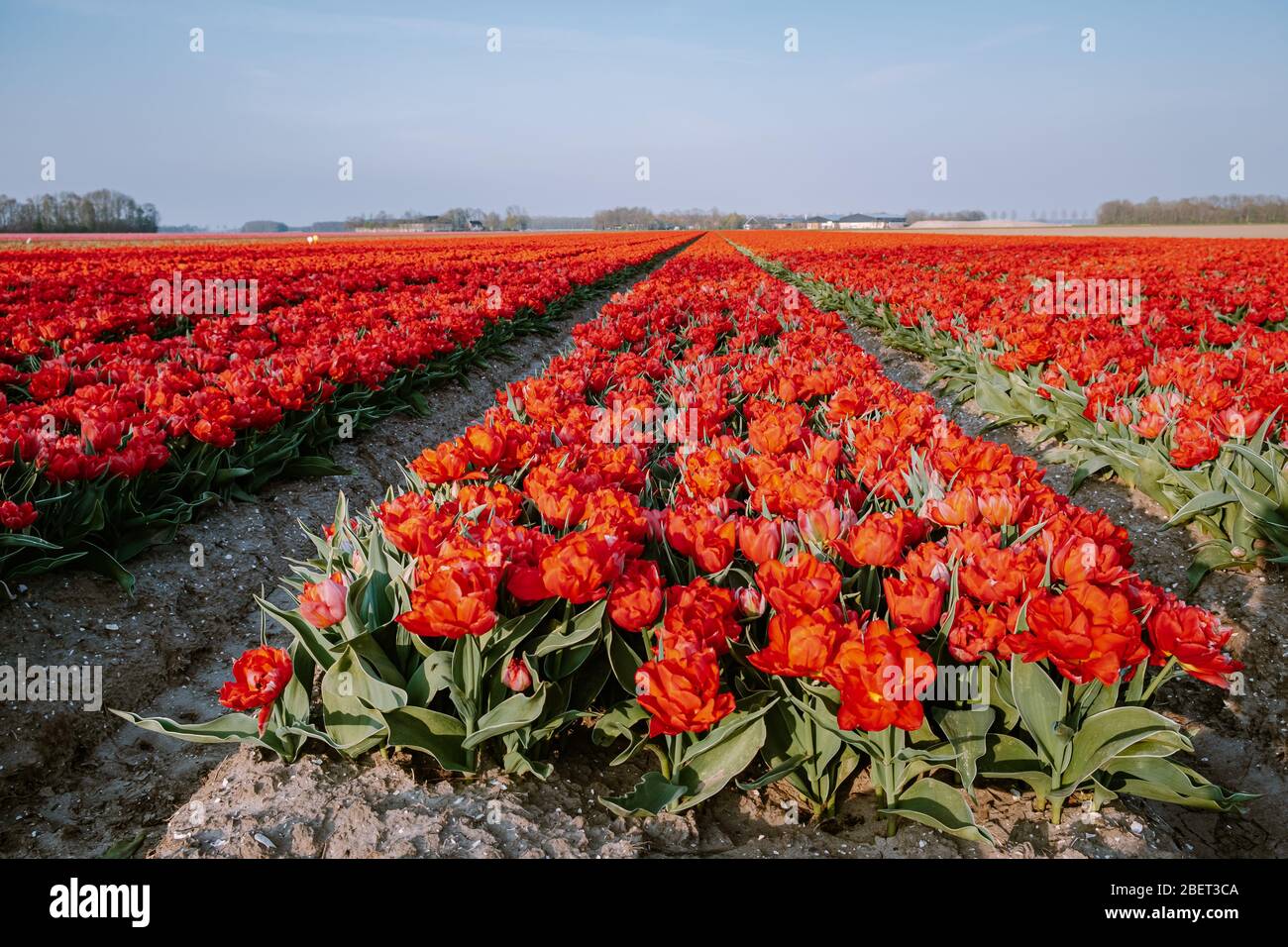 colorful tulip fields in the Netherlands during Spring, Flevoland ...