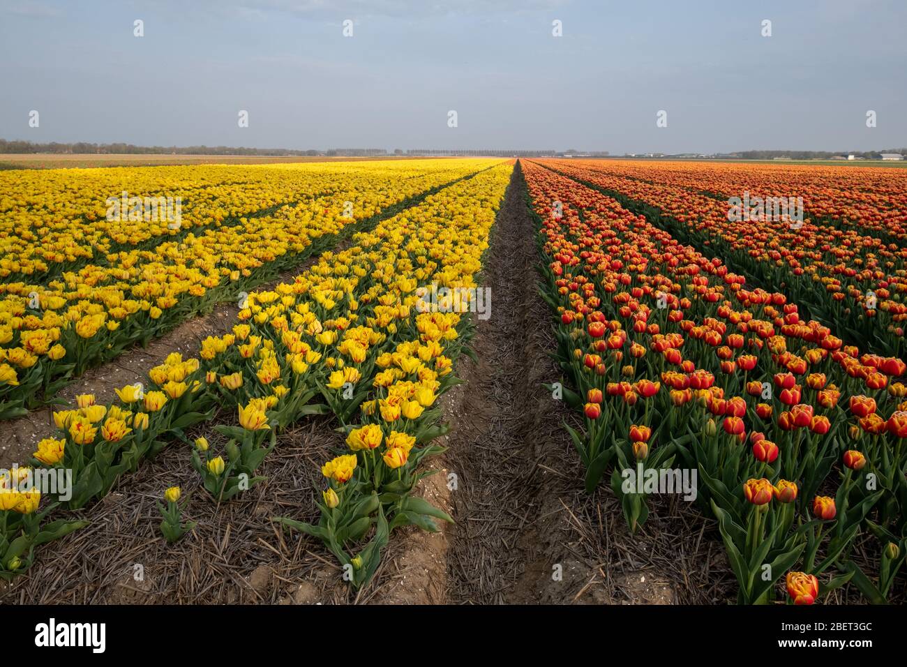 colorful tulip fields in the Netherlands during Spring, Flevoland ...