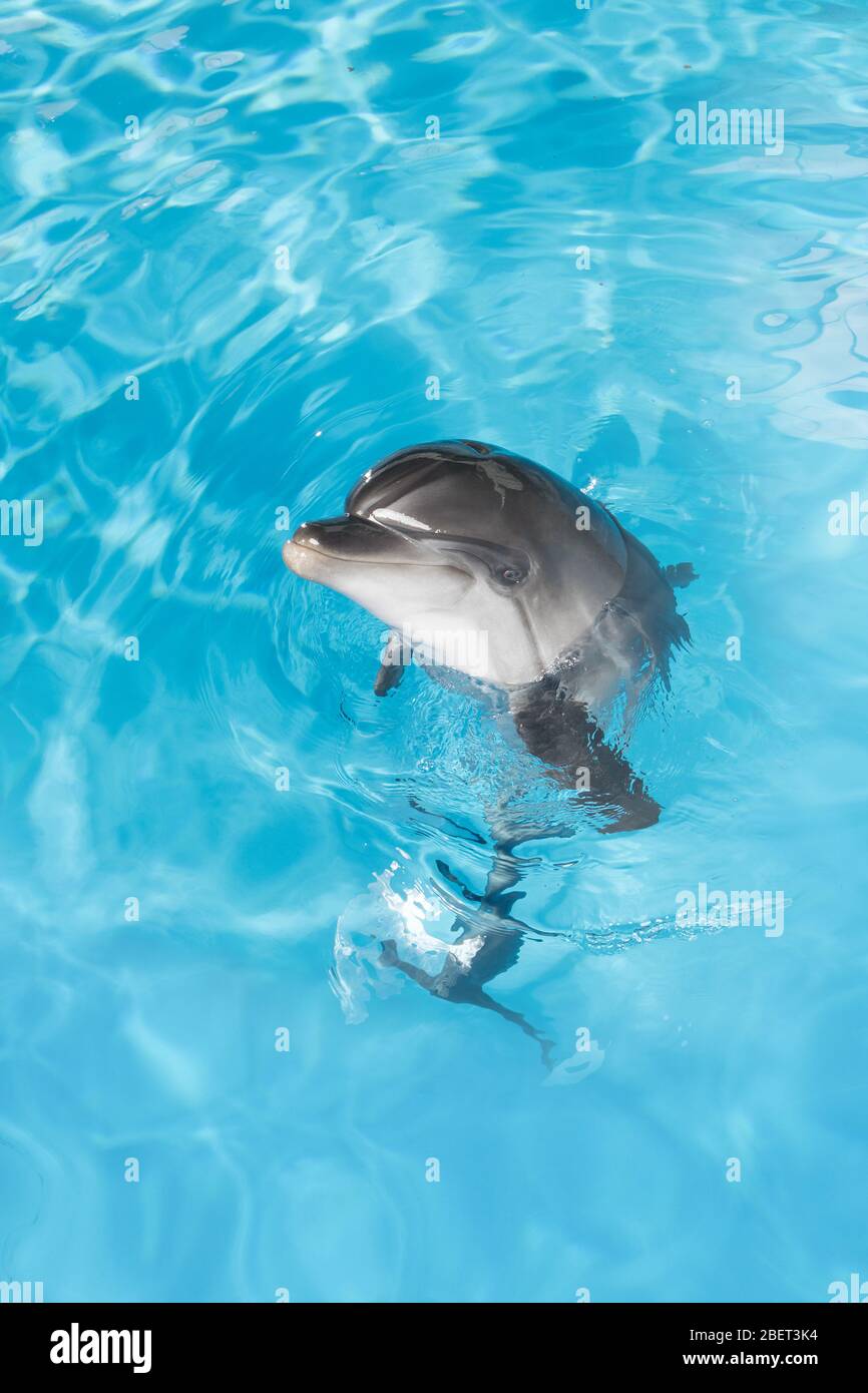 Dolphin grey hi-res stock photography and images - Alamy