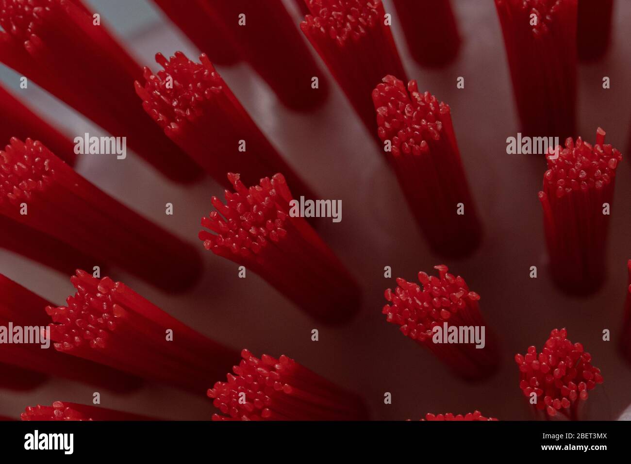 enlarged image of a brush with red plastic bristles Stock Photo - Alamy