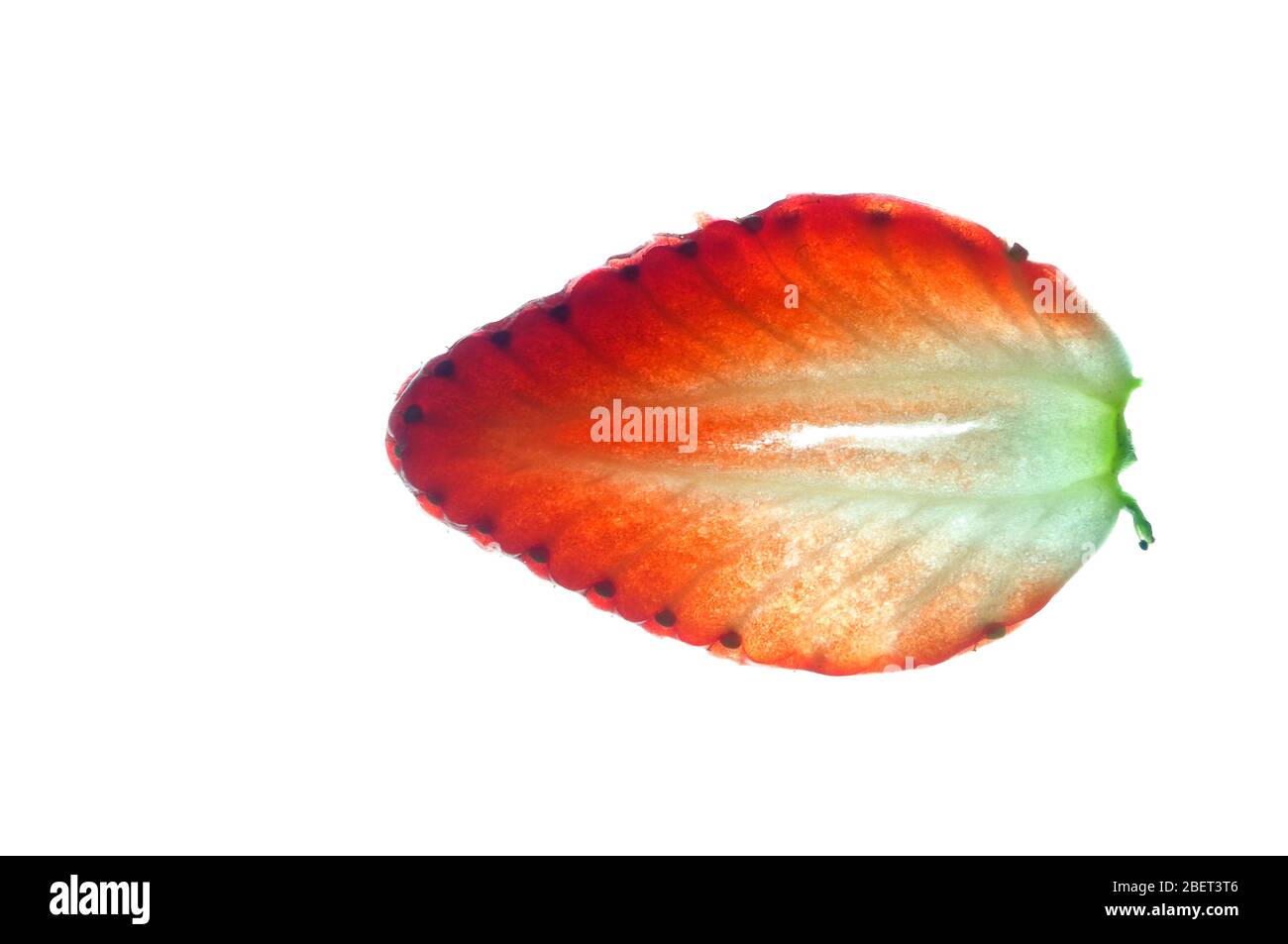 Strawberry cut in half just picked from the garden Stock Photo - Alamy
