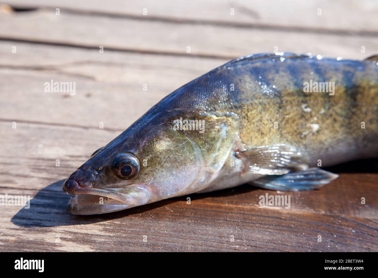 Fishing concept, trophy catch - big freshwater zander fish know as ...