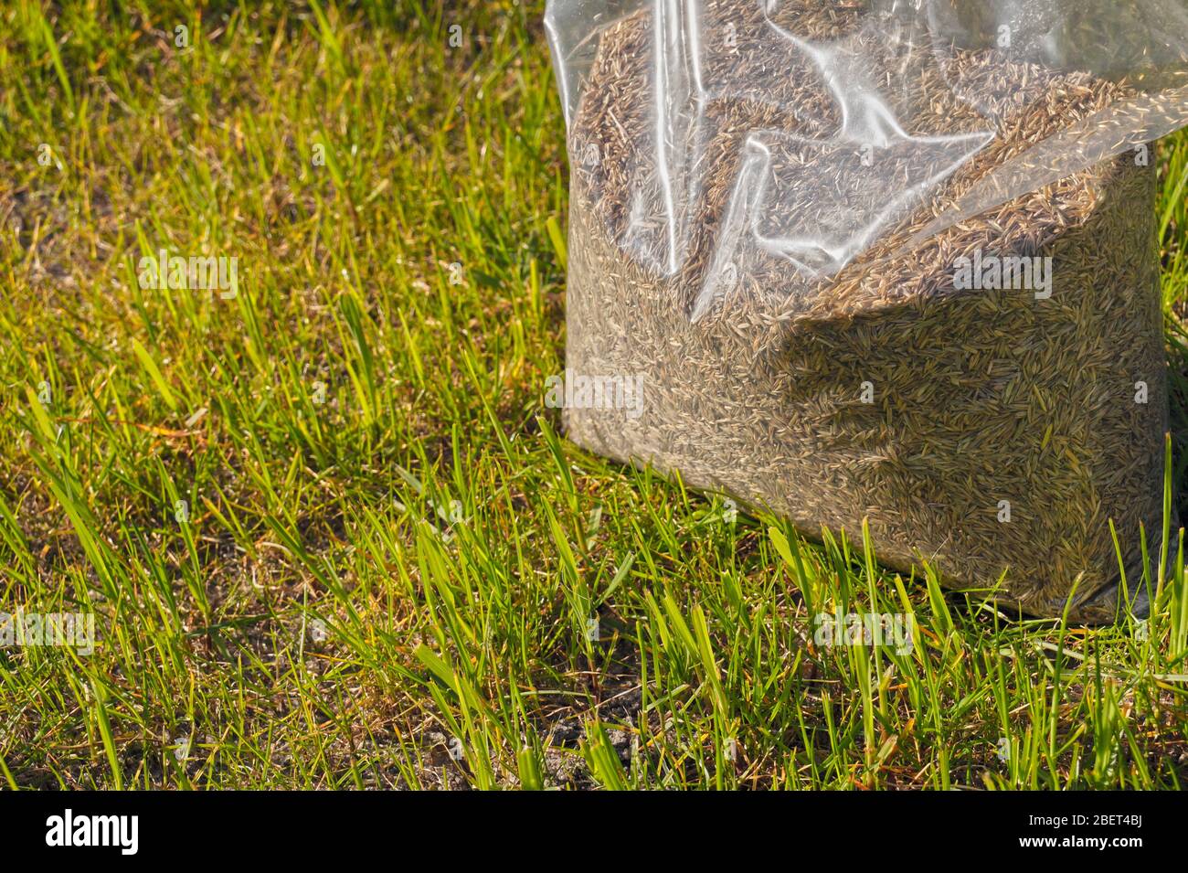 Ryegrass field hi-res stock photography and images - Alamy