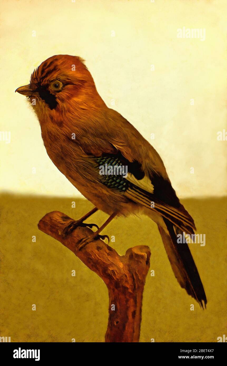 Illustrations jays hi-res stock photography and images - Alamy