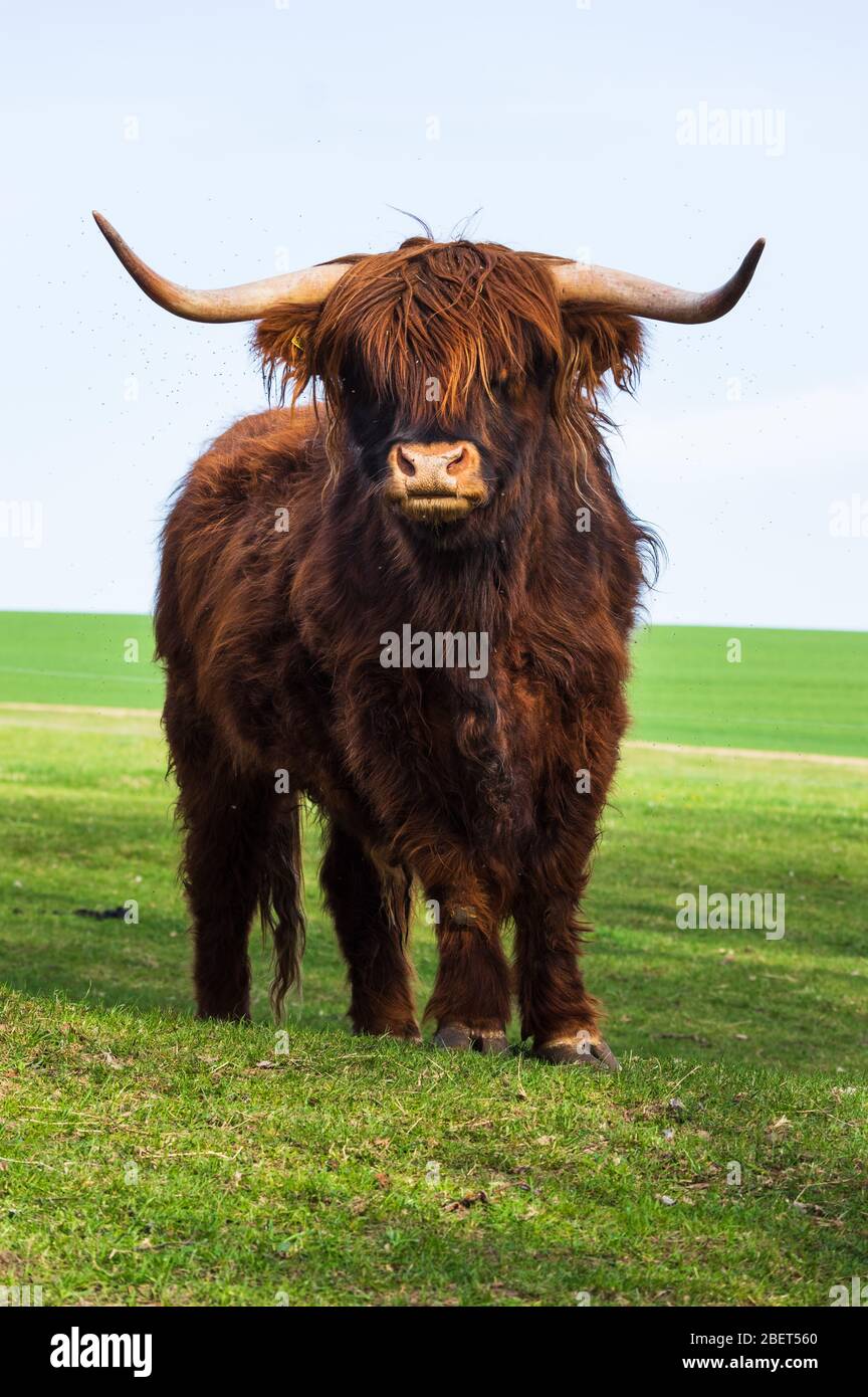 Big horn highland cattle hi-res stock photography and images - Alamy