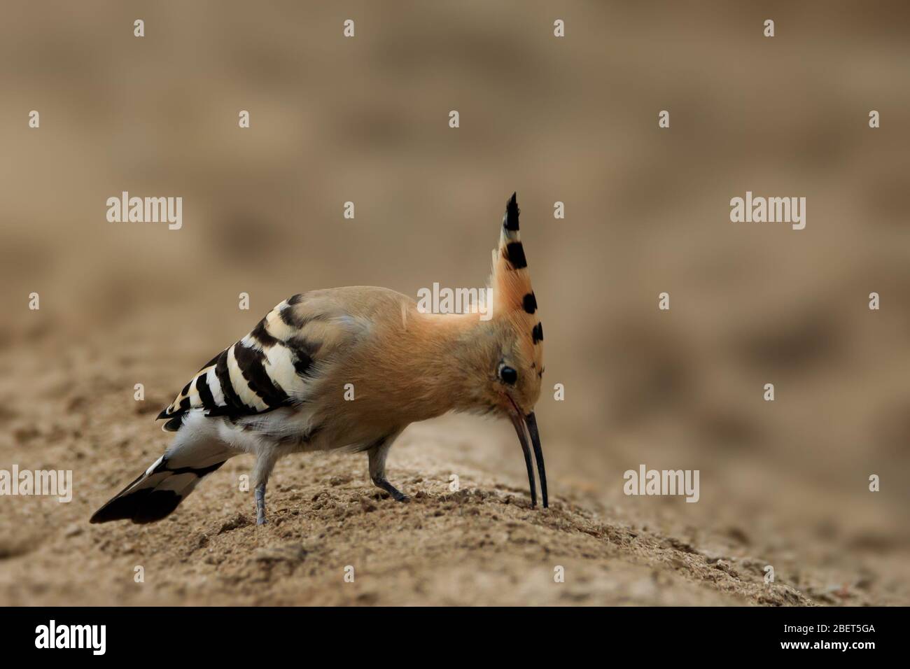 Eurasian Hoopoe is one of the most beautiful bird Stock Photo - Alamy