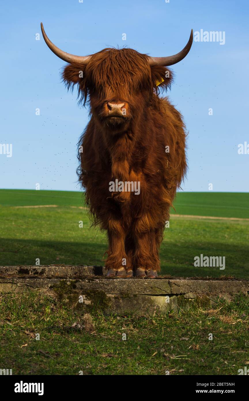 Scottish highland bull hi-res stock photography and images - Alamy