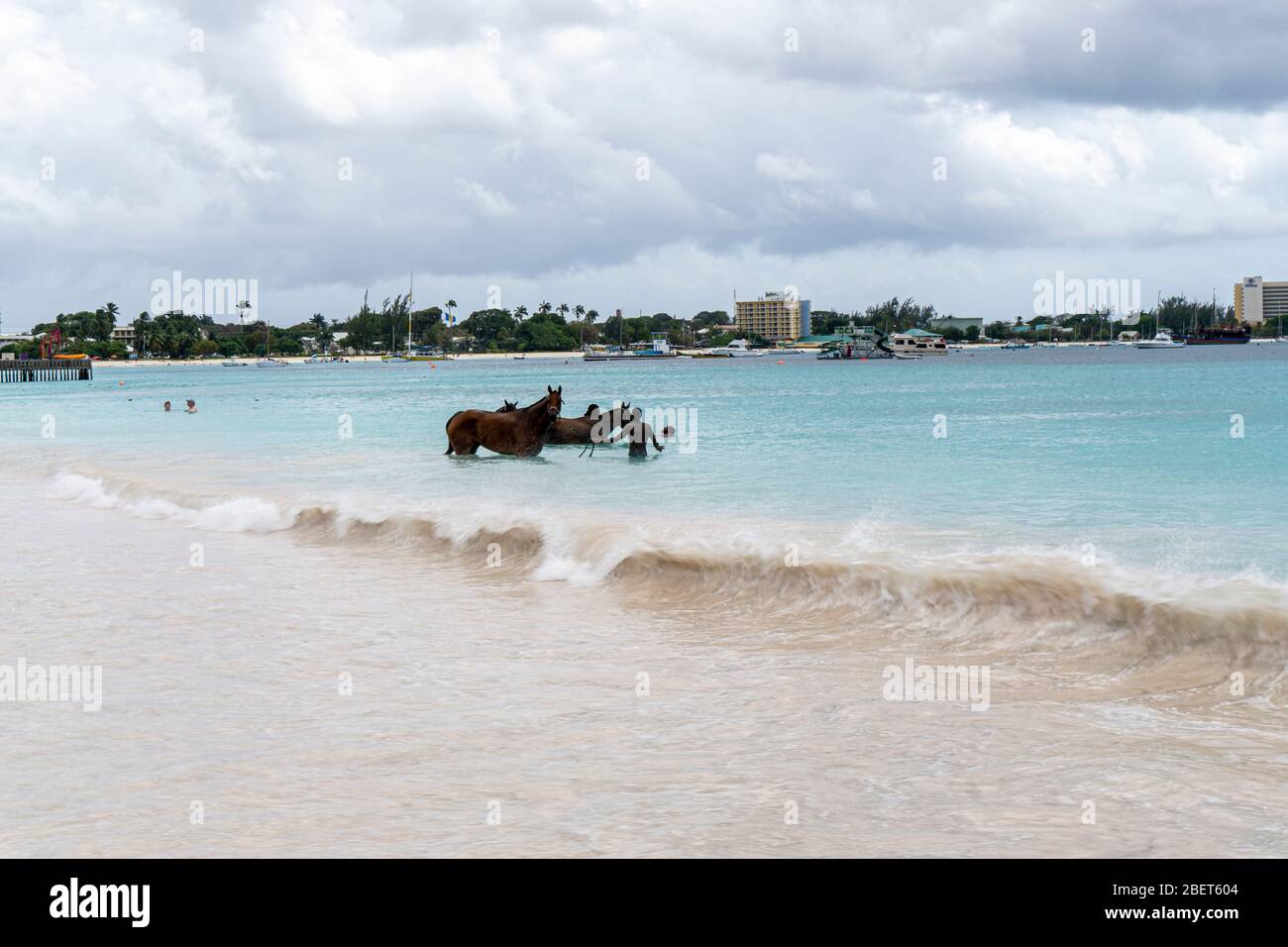 Horses swimming and cooling in the ocean after horse riding Stock Photo ...