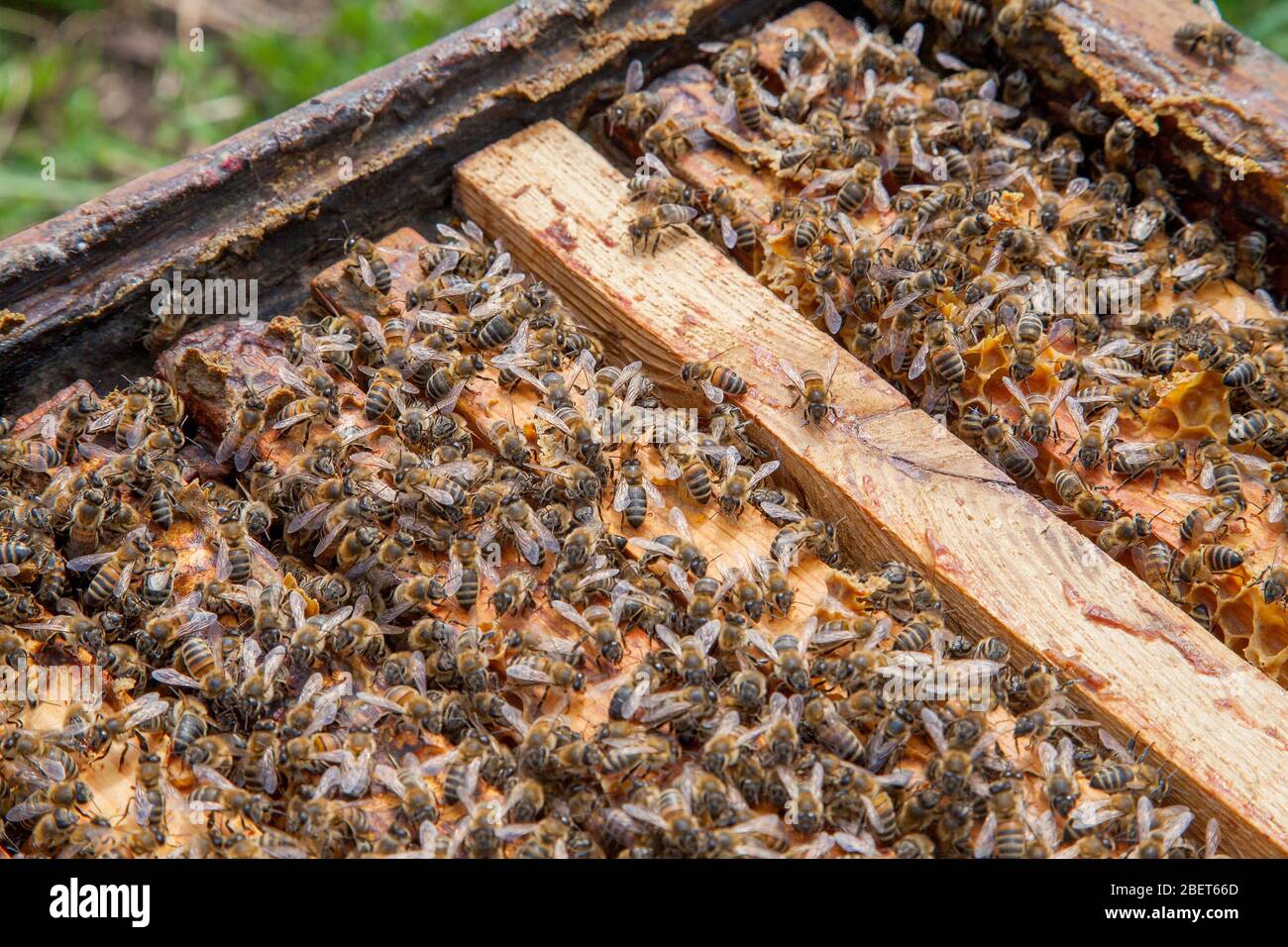 Frames of a beehive. Close up view of the opened hive body showing the ...