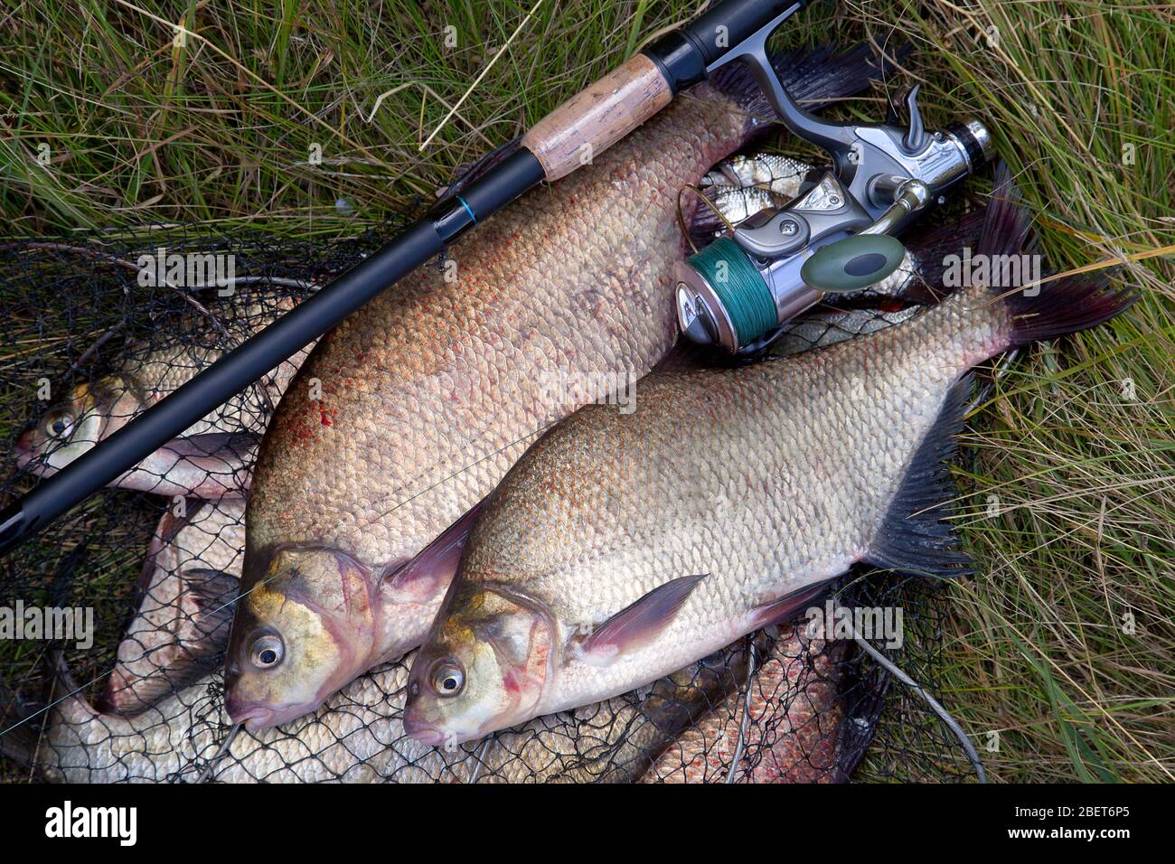 Good catch. Close up view of just taken from the water freshwater ...