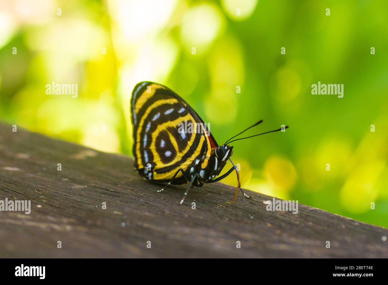 Yellow and Black Callicore Butterfly over a wooden surface in chapada ...