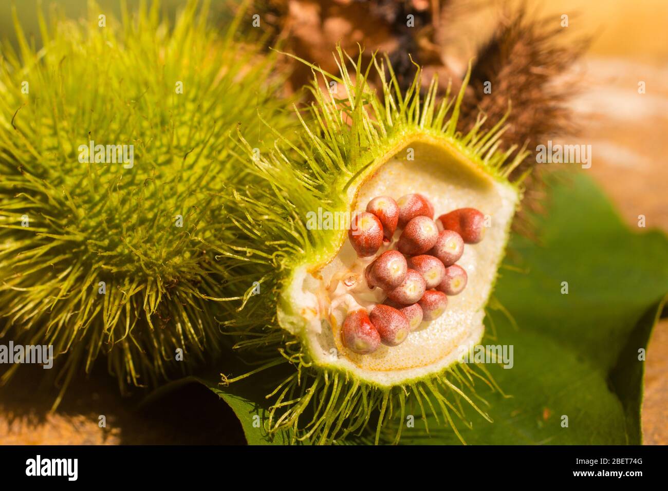 Urucum hi-res stock photography and images - Alamy