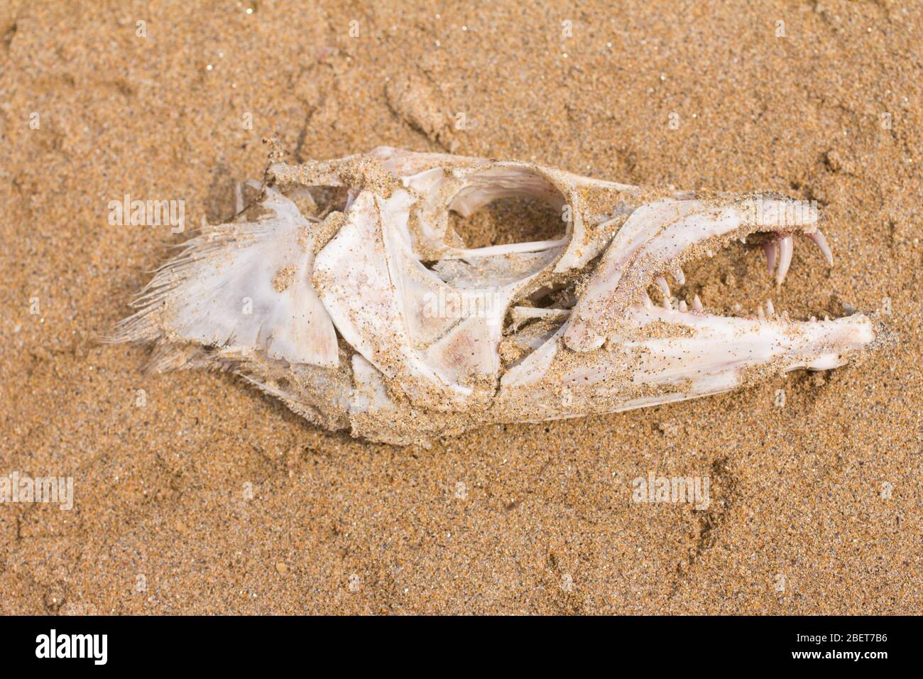 Fish Bone skull over the sand on the beach Stock Photo - Alamy