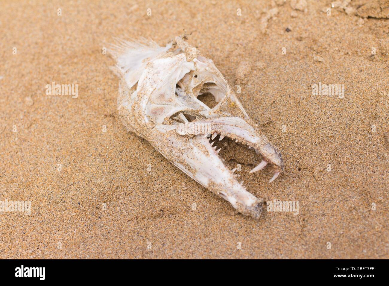 Fish Bone skull over the sand on the beach Stock Photo - Alamy