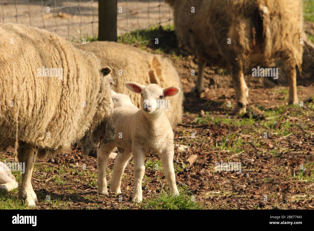 Holland lamb hi-res stock photography and images - Alamy