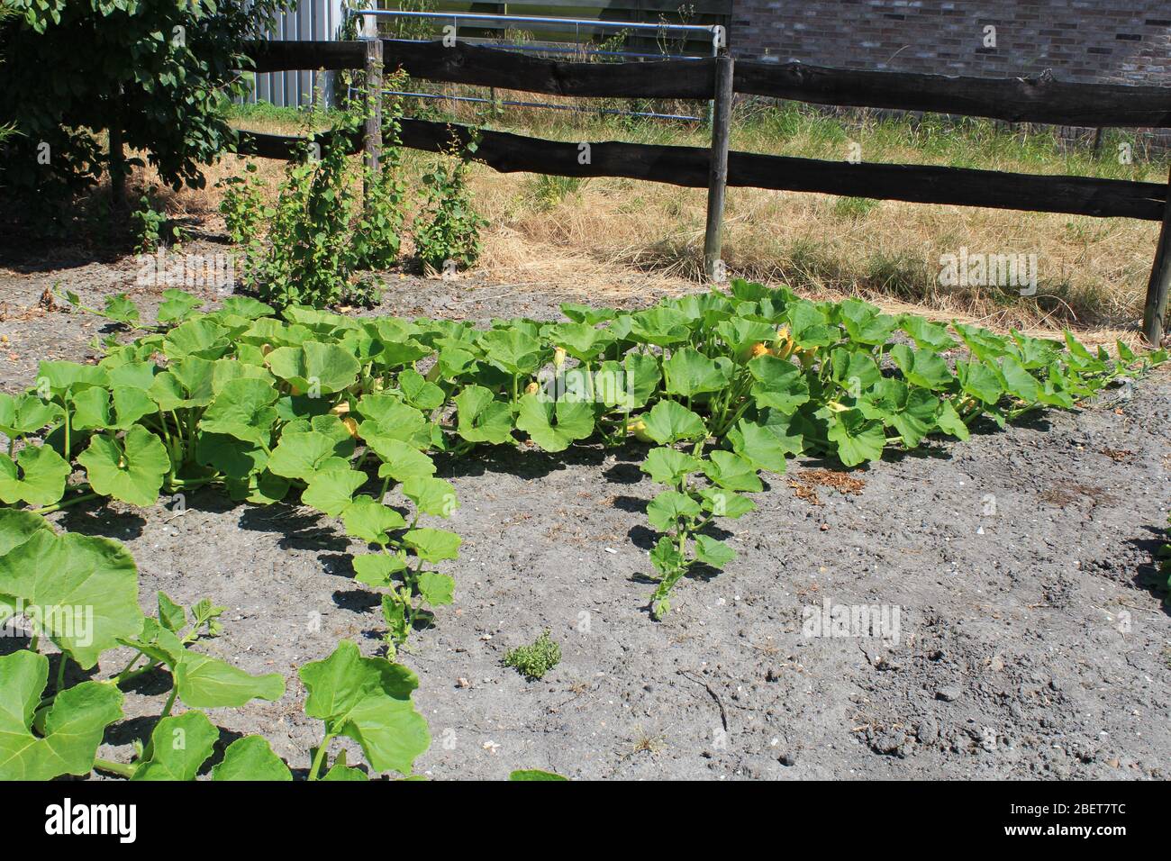 (field) (pumpkin) (plant) (summer) hi-res stock photography and images ...