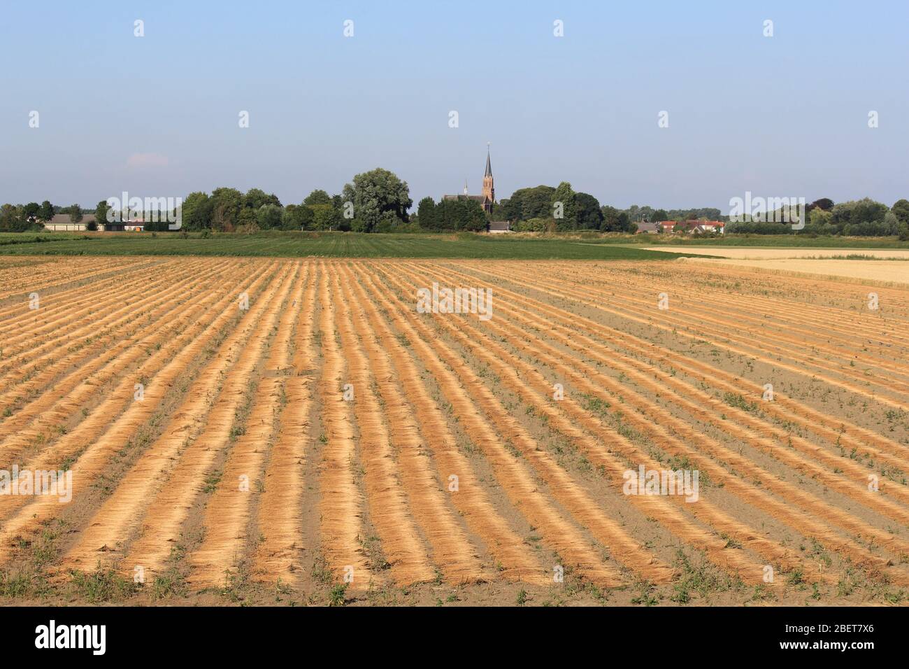 Flax fields hi-res stock photography and images - Alamy