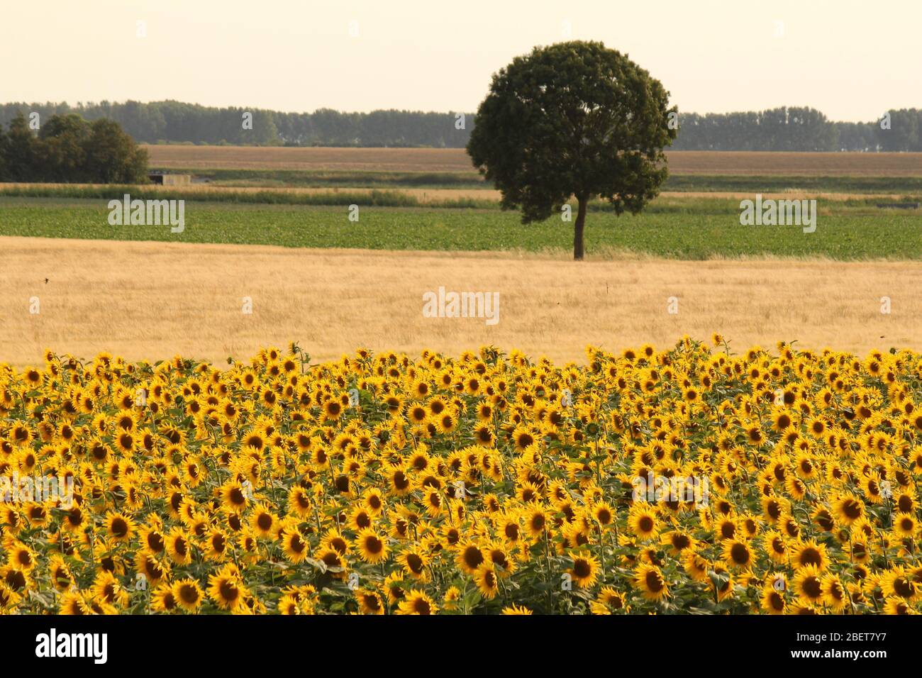 a beautiful rural landscape with yellow sunflowers in front of a wheat ...