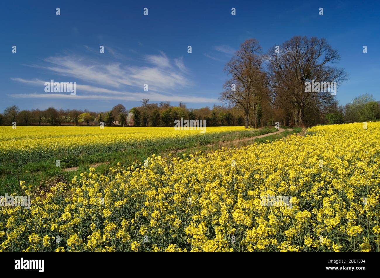 UK,South Yorkshire,Doncaster,Rapeseed Fields at Hickleton Stock Photo ...